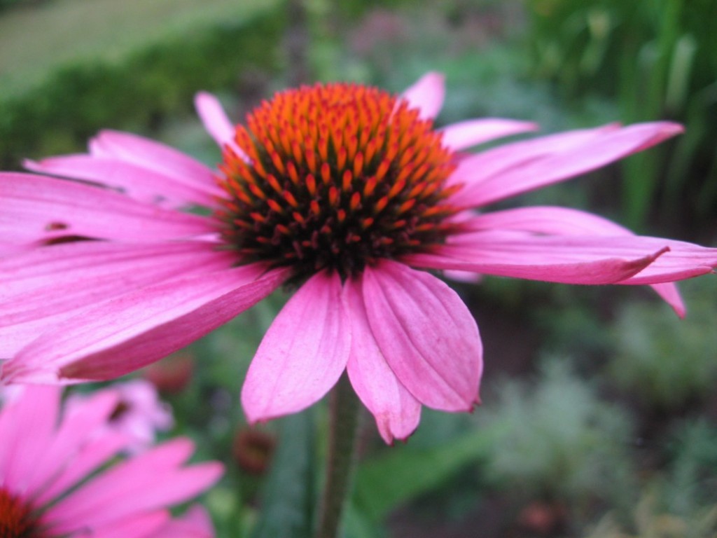 Första hjälp med naturmedicin och huskurer | Snilleblixten